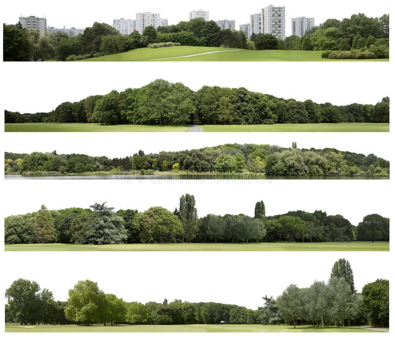 Very High Definition Treeline Isolaeted on a White Background Stock ...