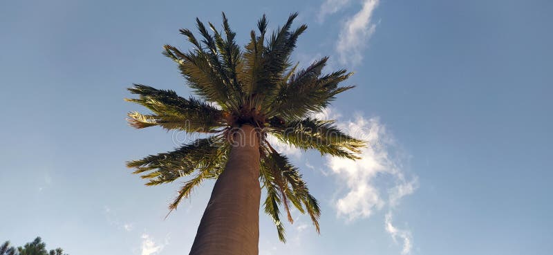A Very High Lonely Trunk of a Palm Tree in the Sky from Below Stock ...
