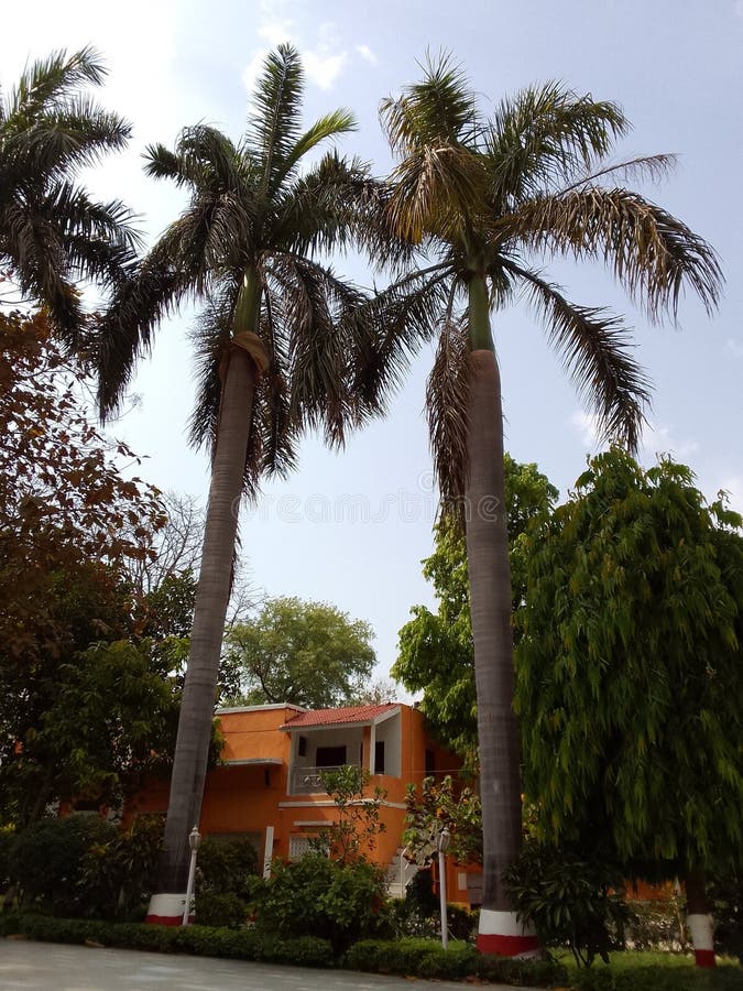 Very High Palm Trees in India Stock Image - Image of palmtree ...