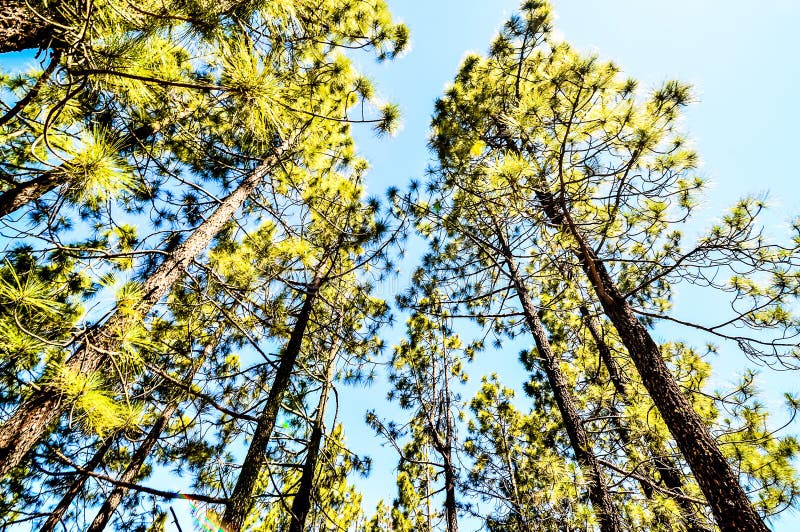 Very High Pine Wood Forest stock image. Image of pine - 358317101
