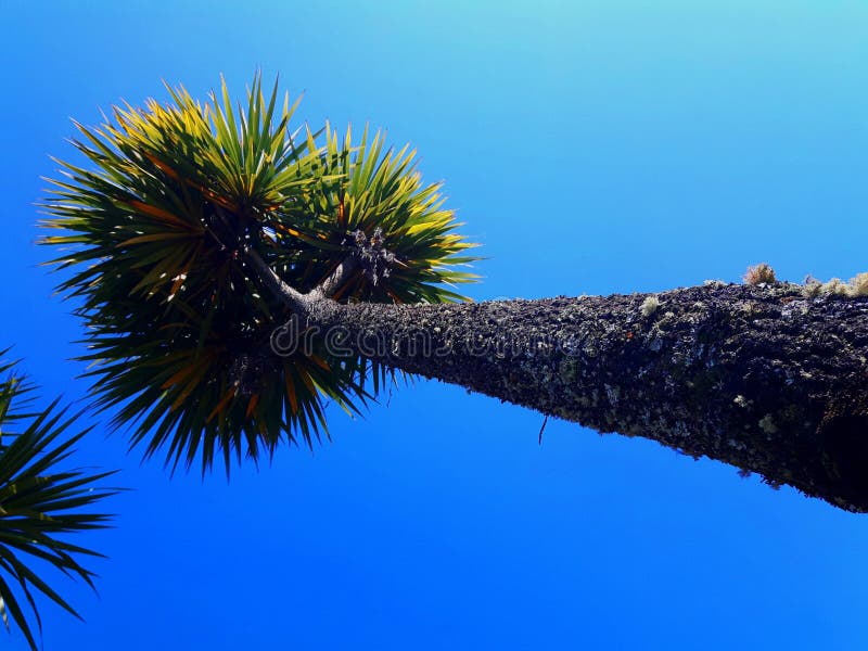 Very High Tree, a Kind of Palm Stock Photo - Image of season, tropical ...
