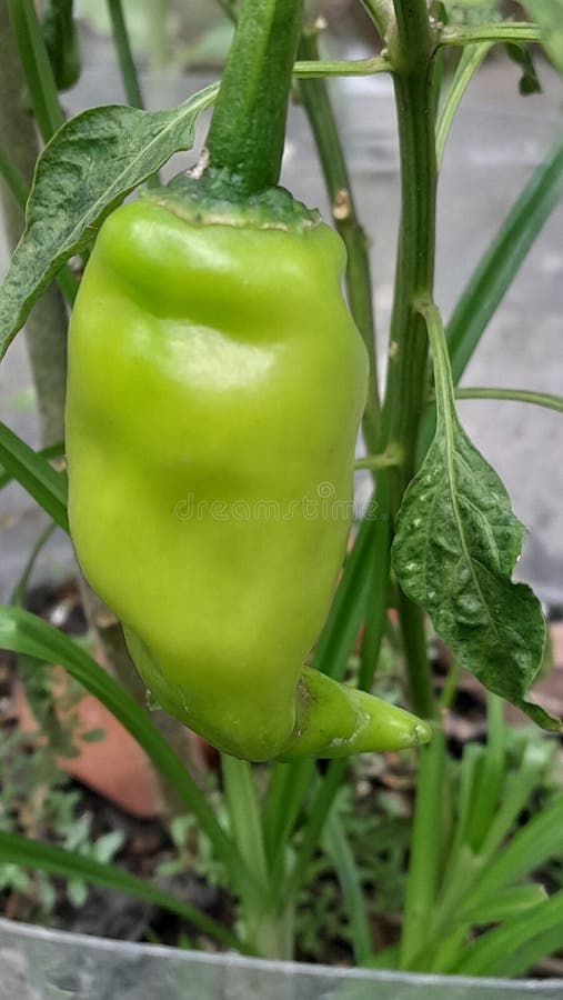 Very hot big green chili stock photo. Image of green - 338318358