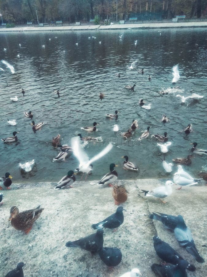 Very hungry birds stock photo. Image of waterfowl, hungry - 218957728