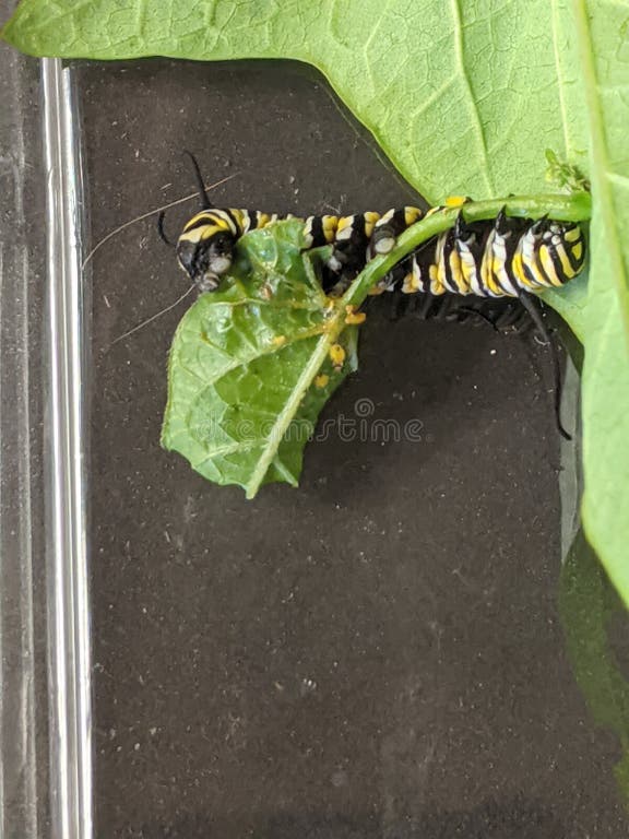 The Very Hungry Caterpillar Stock Photo - Image of plant, butterfly ...
