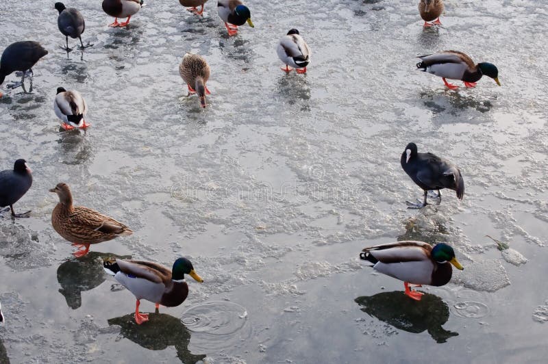 Very hungry ducks stock photo. Image of plane, daylight - 85152632