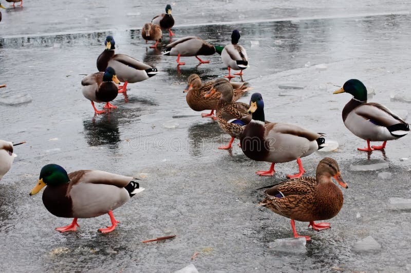 1,659 Hungry Ducks Stock Photos - Free & Royalty-Free Stock Photos from ...