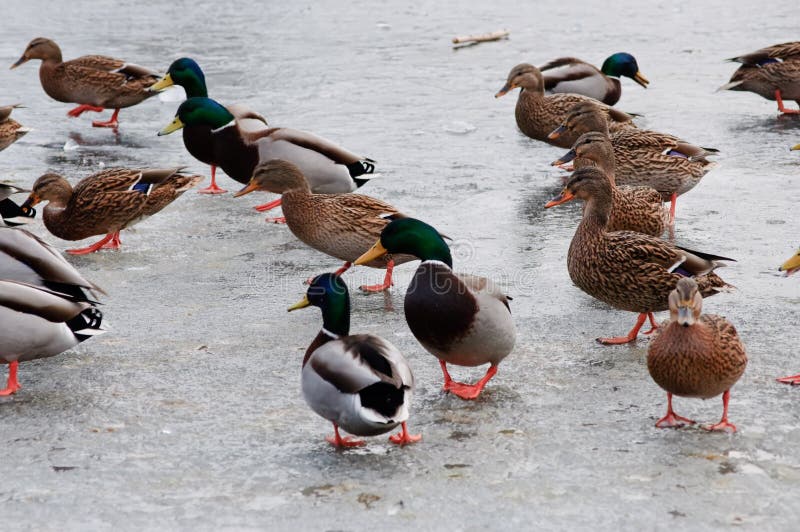Very hungry ducks stock image. Image of legs, beak, floe - 85179803