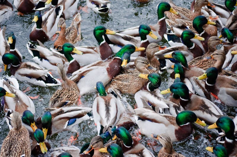 1,659 Hungry Ducks Stock Photos - Free & Royalty-Free Stock Photos from ...