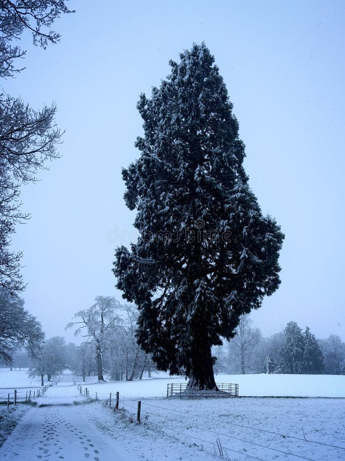 A very imposing tree stock image. Image of tranquil - 354719387