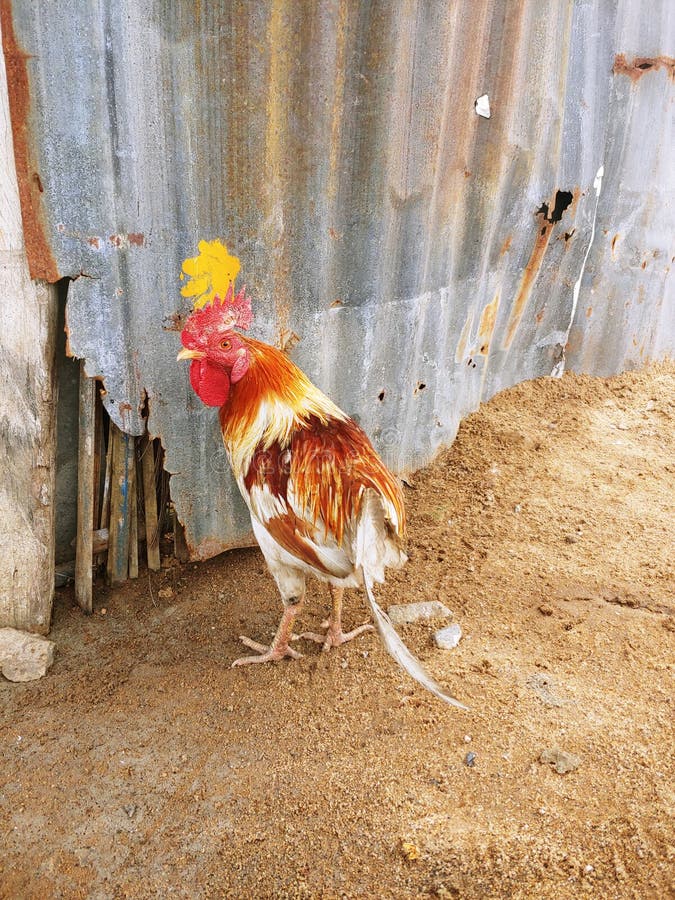 Very Intelligent and Clever Rooster Stock Photo - Image of wildlife ...