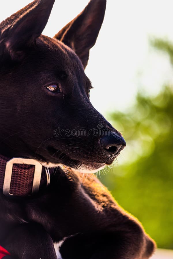 This is the Very Intelligent and Cute ðŸ • Dog Stock Photo - Image of ...