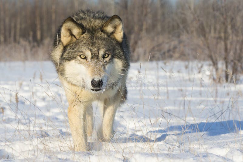Timber wolf stock photo. Image of monogamous, predator - 36703236