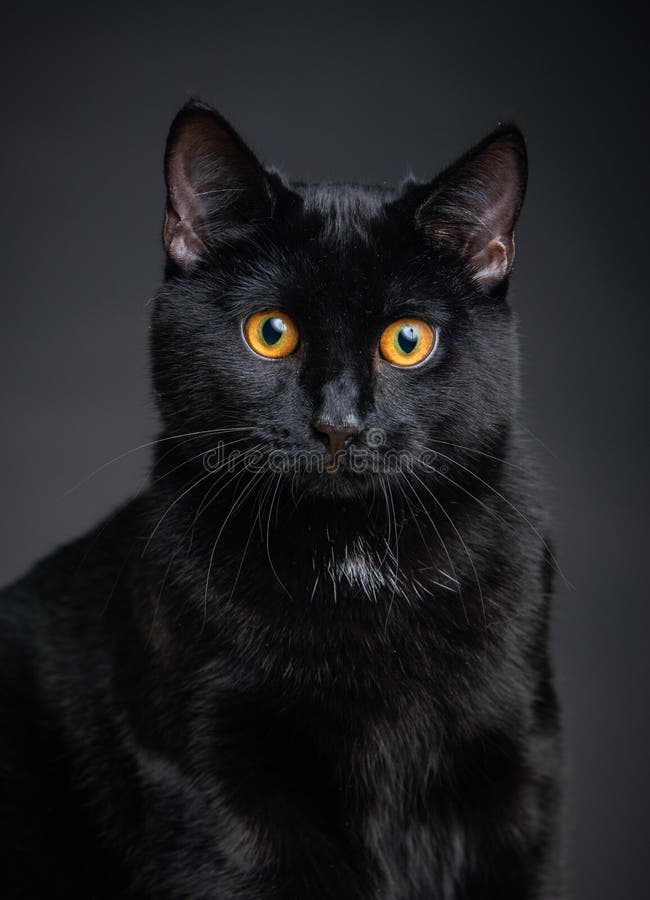 Very Intense Looking Black Cat Stock Image - Image of beautiful ...