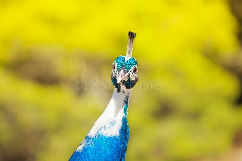 Very interested peacock stock photo. Image of interested - 28689098