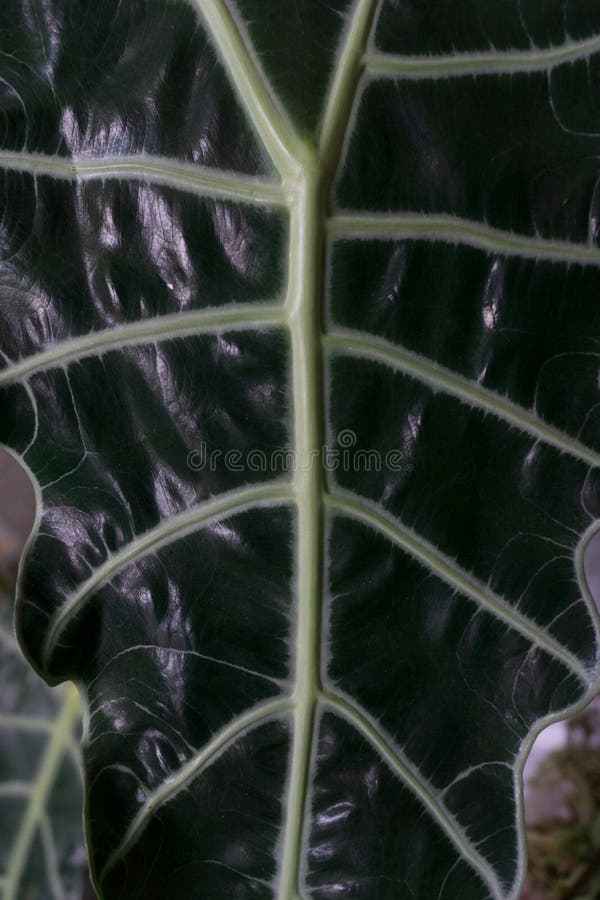 Very Intricate Leaf Bone Texture. Green Leaf Background Stock Photo ...