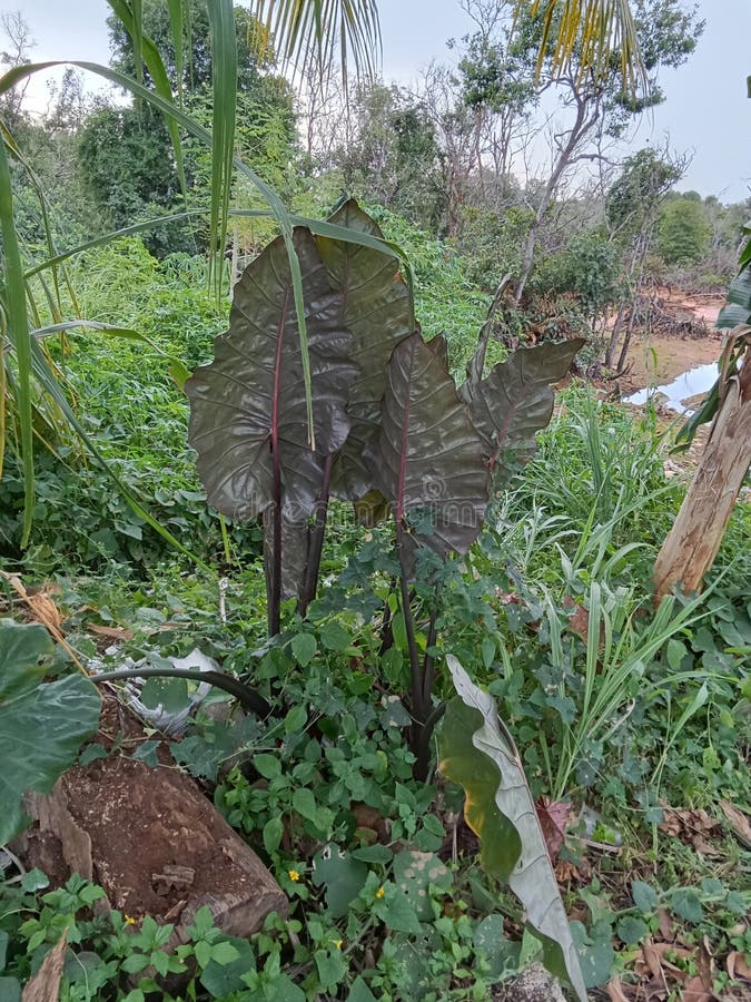 Very Itchy Black Taro Tree from Indonesia Stock Photo - Image of taro ...