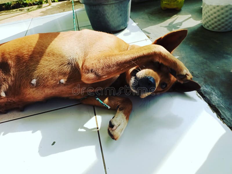 Very Kind and Most Loyal Dog Stock Photo - Image of loyal, kind: 263593832