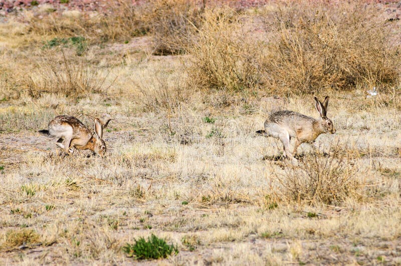 Very Large Array stock image. Image of antennas, radio - 21619105