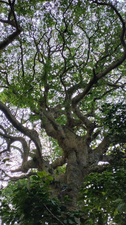 A Very Large Banyan Tree Has Very Large Roots from the Bottom To the ...