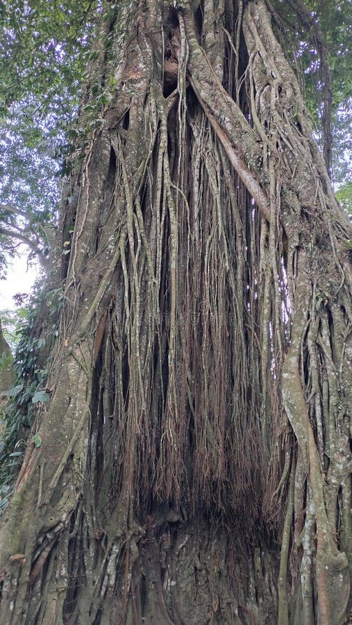 A Very Large Banyan Tree Has Very Large Roots from the Bottom To the ...