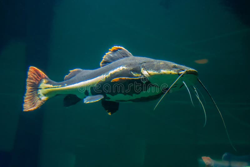 Very Large Bearded Fish Which Swims Slowly Stock Image - Image of fish ...