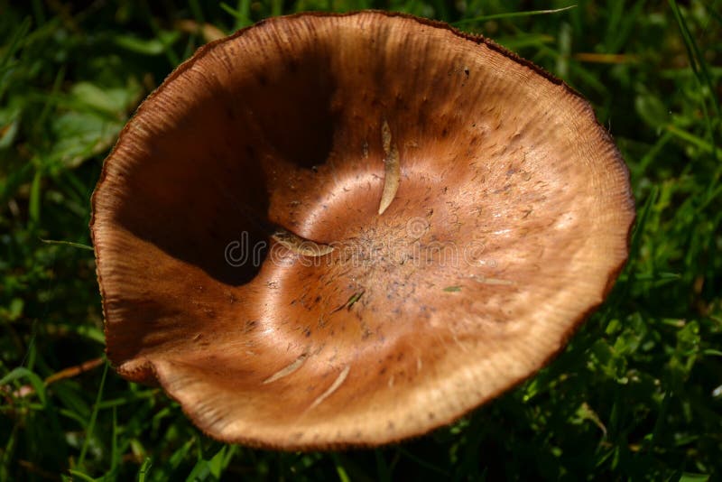 A Very Large, Brown, Round Mushroom in the Forest Stock Photo - Image ...
