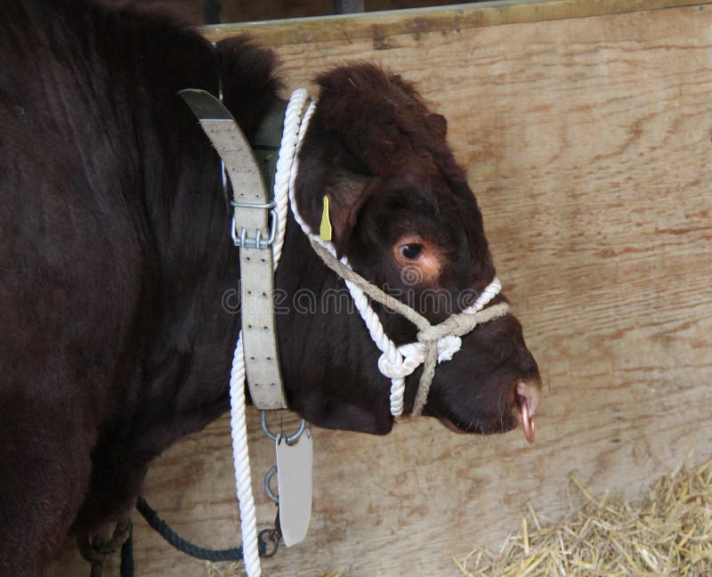 Very Large Bull. stock photo. Image of bovine, ranch - 96135330