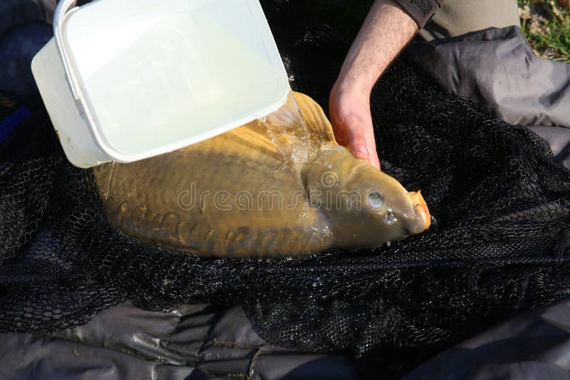 A Very Large Carp Caught on Carp Competitions. Stock Photo - Image of ...