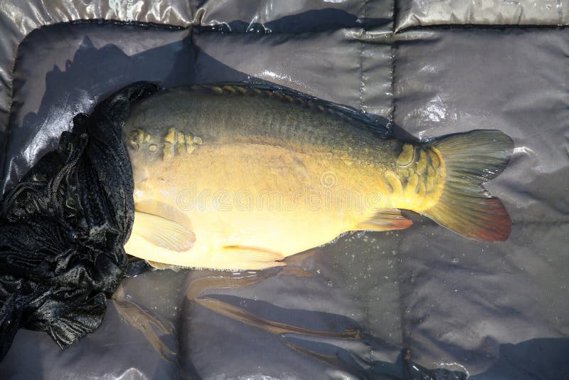 A Very Large Carp Caught on Carp Competitions. Stock Image - Image of ...