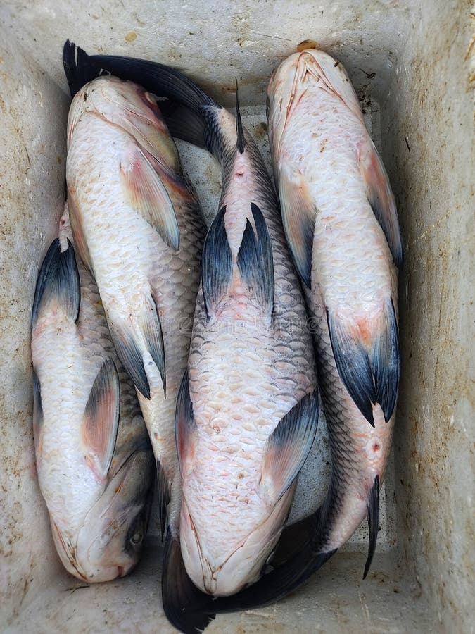 244 Catla Fish Stock Photos - Free & Royalty-Free Stock Photos from ...