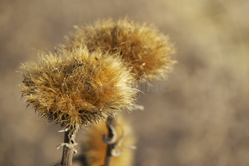 Very large dry thistles stock image. Image of botanischer - 54552861