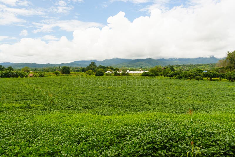 Very large farm stock image. Image of land, agricultural - 24942997