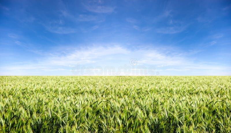 A Very Large Field Under a Beautiful Blue Sky Stock Photo - Image of ...