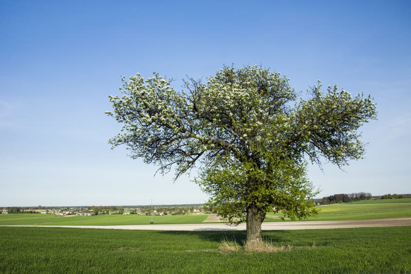 Very Large Flowering Single Tree in a Meadow Stock Photo - Image of ...