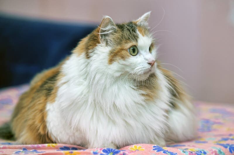 Very large fluffy cat stock photo. Image of attentive - 34736466