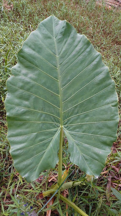 Large Forest Yam Leaf Stock Photos - Free & Royalty-Free Stock Photos ...