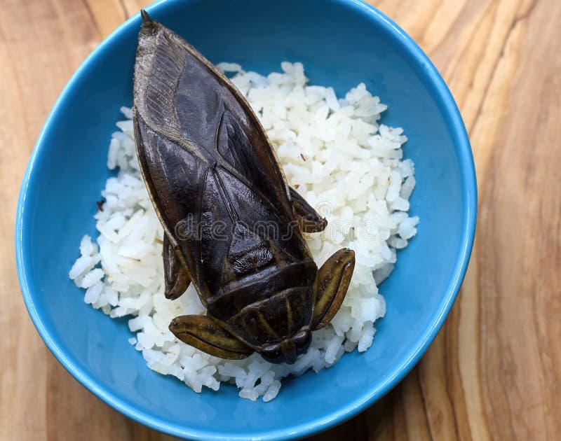Waterbug on White Rice in Blue Bowl Stock Photo - Image of bowl, asian ...