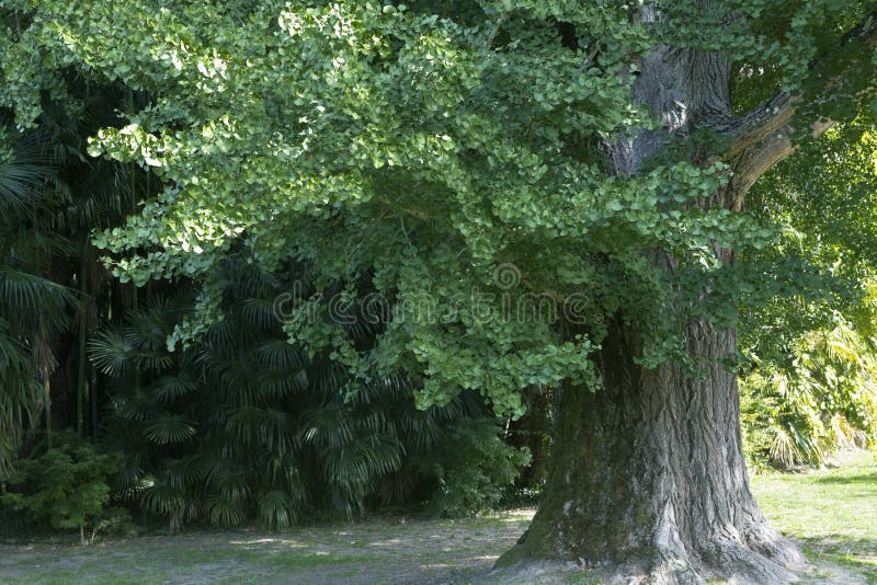 Very Large Ginkgo Tree Ginkgo Biloba Stock Photo - Image of medicine ...