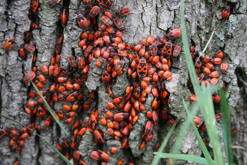 Group of Bugs on Sacred Fig Tree. Hundreds of Bugs Clung on the Tree ...