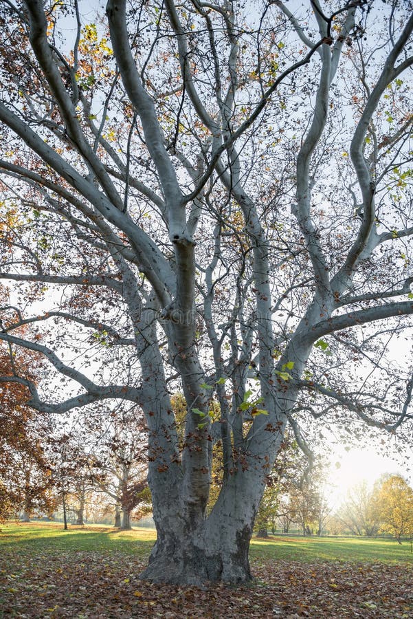Very Large Hundred Years Old Tree. Platanus Acerifolia Stock Image ...