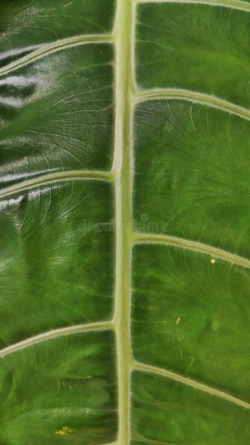 Very Large Leaf Texture Close Up Stock Photo - Image of nature, plant ...