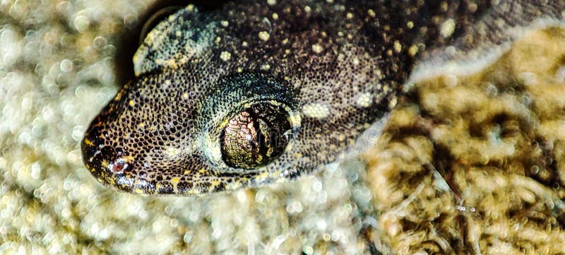Very large lizard eyes stock photo. Image of animals - 274527790