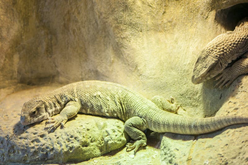Very large lizards stock photo. Image of exotic, fauna - 44370548
