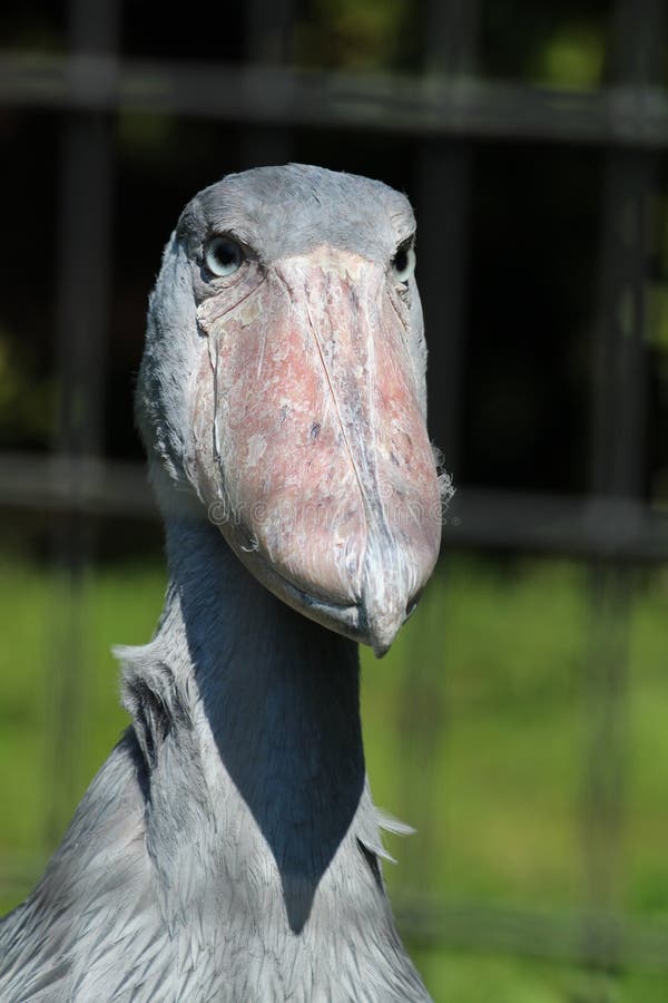 Shoebill, a Very Large Long-legged Wading Bird Stock Photo - Image of ...