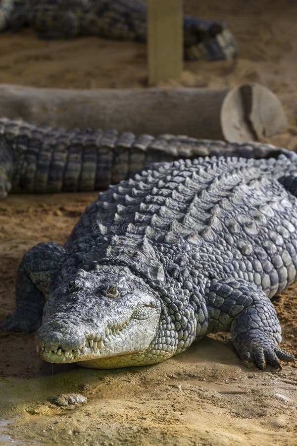 Very Large Nile Crocodile Emerging from the Shadows Stock Photo - Image ...