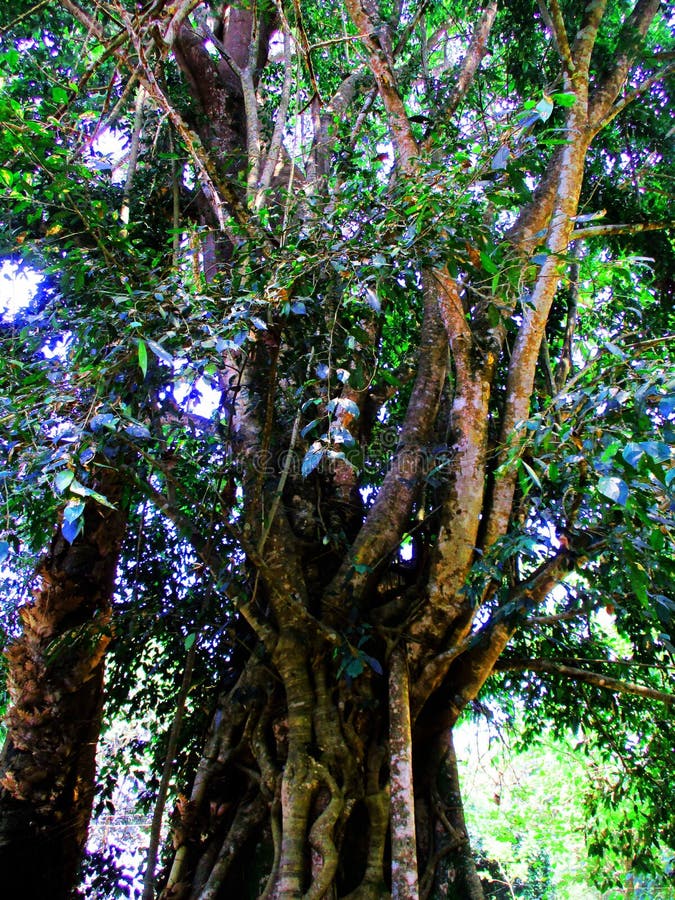 A Very Large and Old Tree that is Hundreds of Years Old Stock Image ...