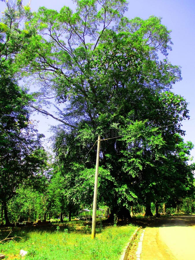 A Very Large and Old Tree that is Hundreds of Years Old in Sumedang ...