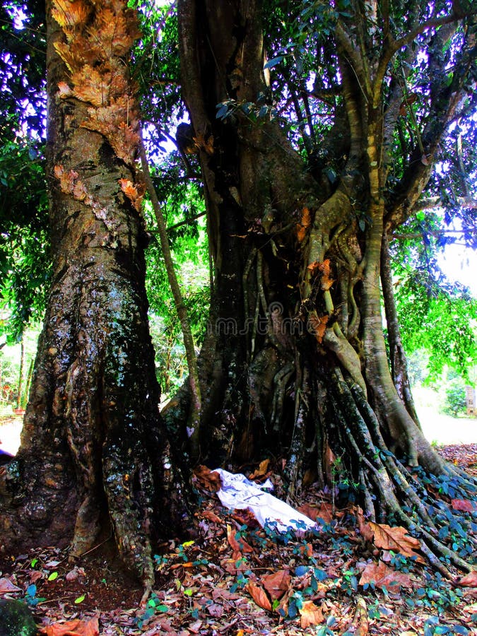 A Very Large and Old Tree that is Hundreds of Years Old in Sumedang ...