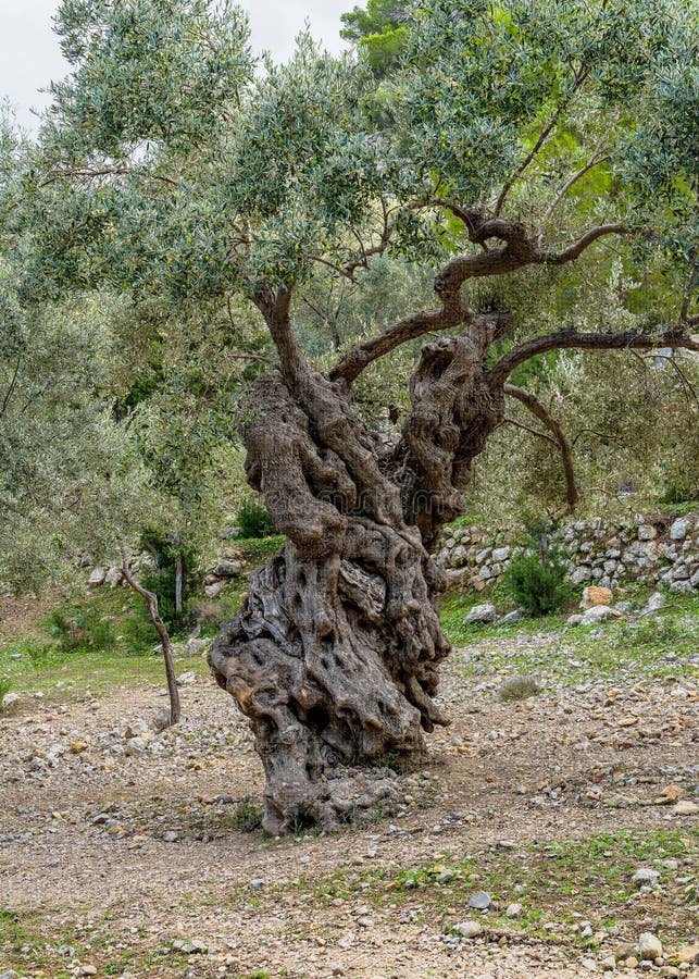Very Large Olive Tree, with Twisted Trunk. Growing in Olive Grove ...