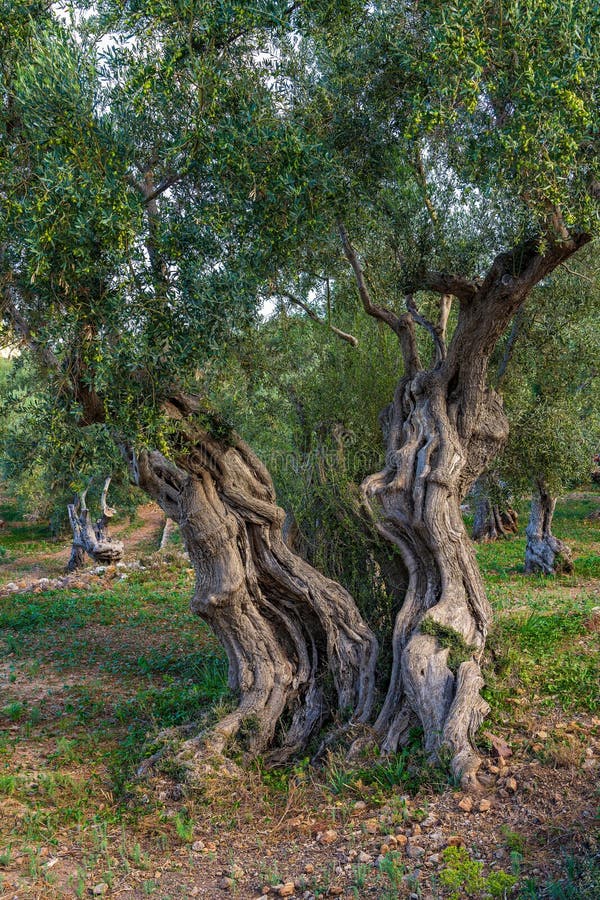 Very Large Olive Tree, with Twisted Trunk. Growing in Olive Grove in ...